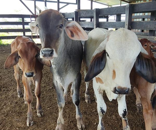 Escalamiento del Programa Integral para la Reconversión de la Ganadería ...