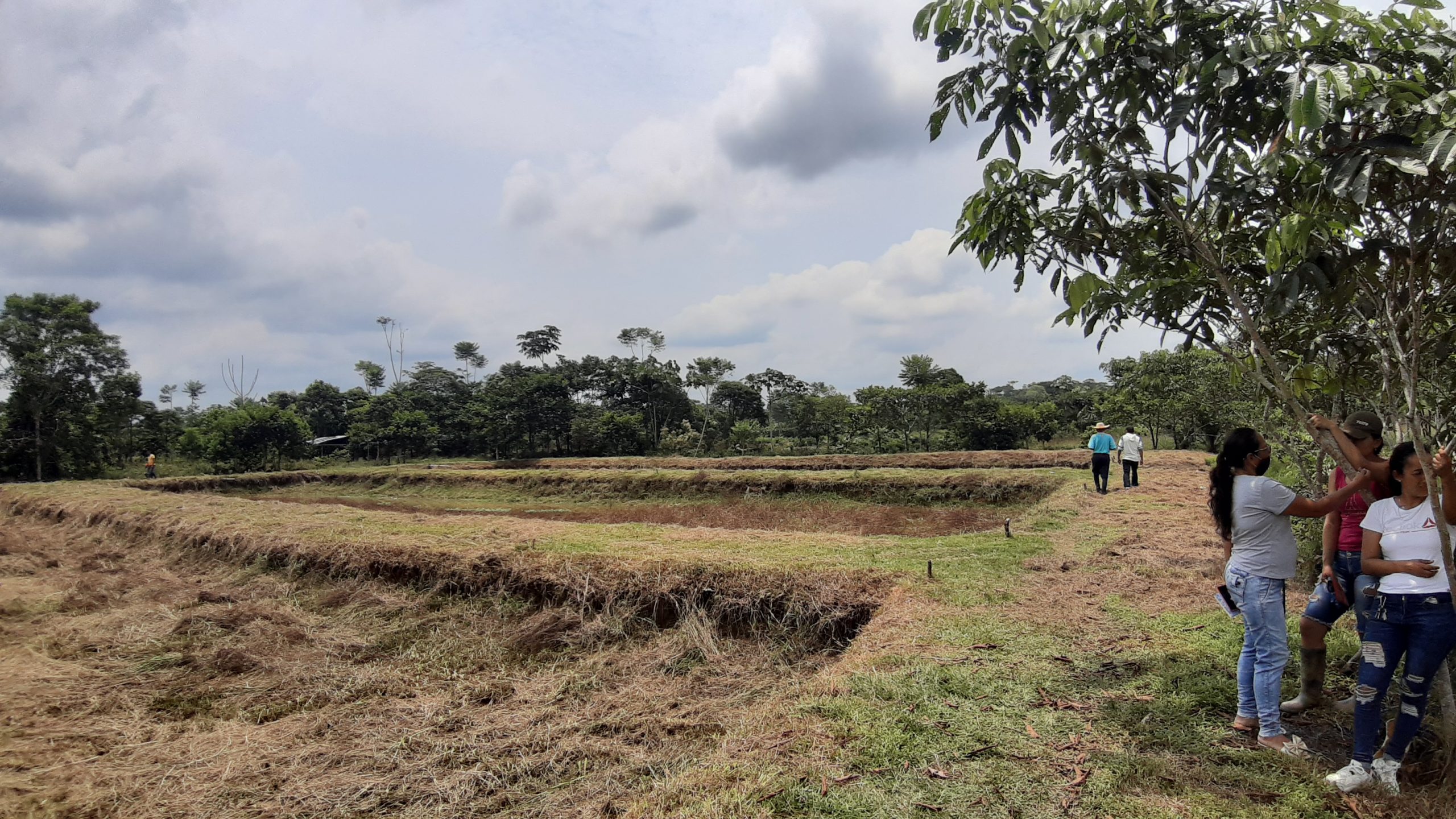 Proyecto 2019-2510005802 - Producción de Pirarucú y Cachama en ...