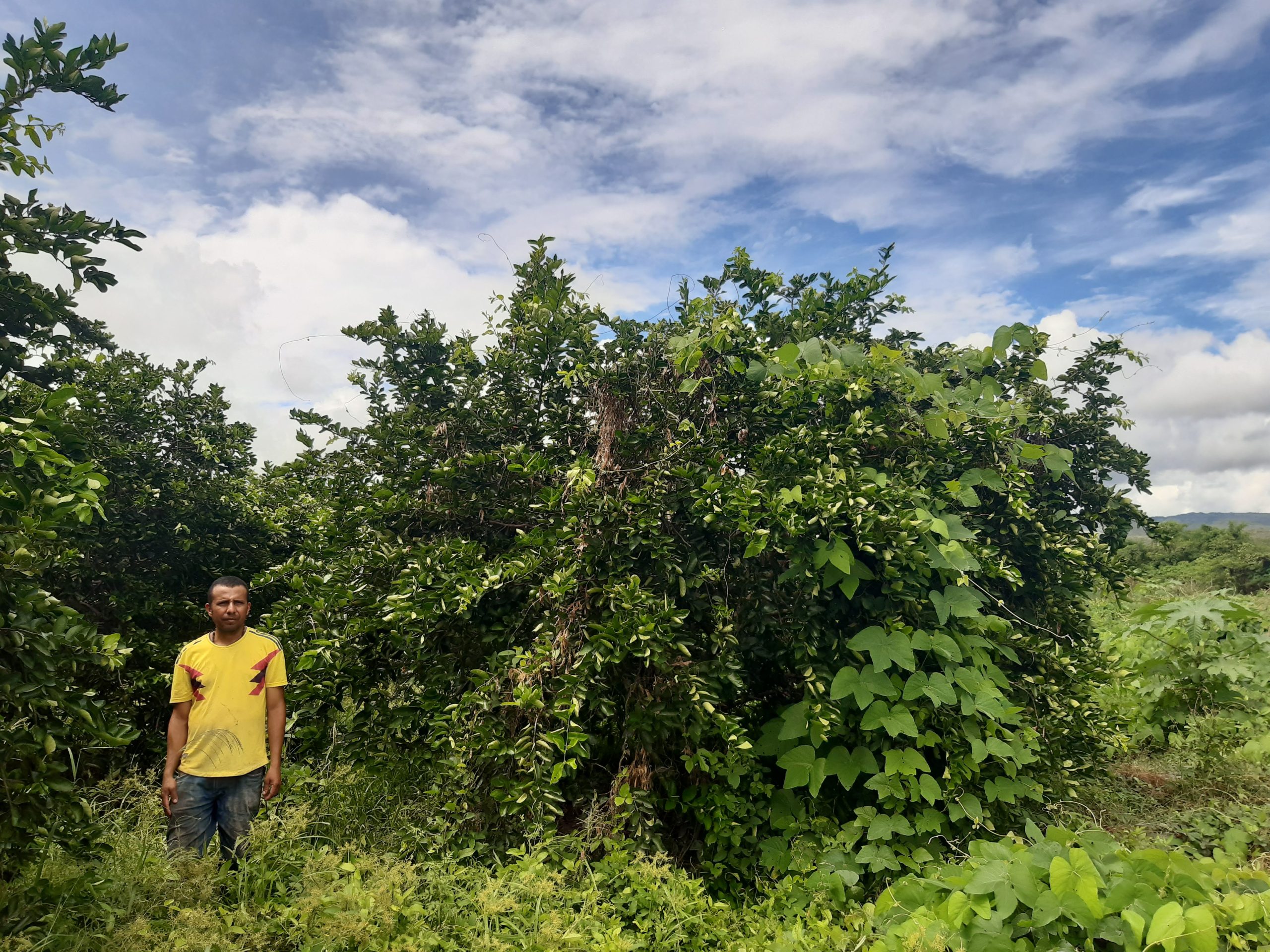 Proyecto 2019-2520003862 - Producción de Limón Tahití en Leiva, Nariño ...