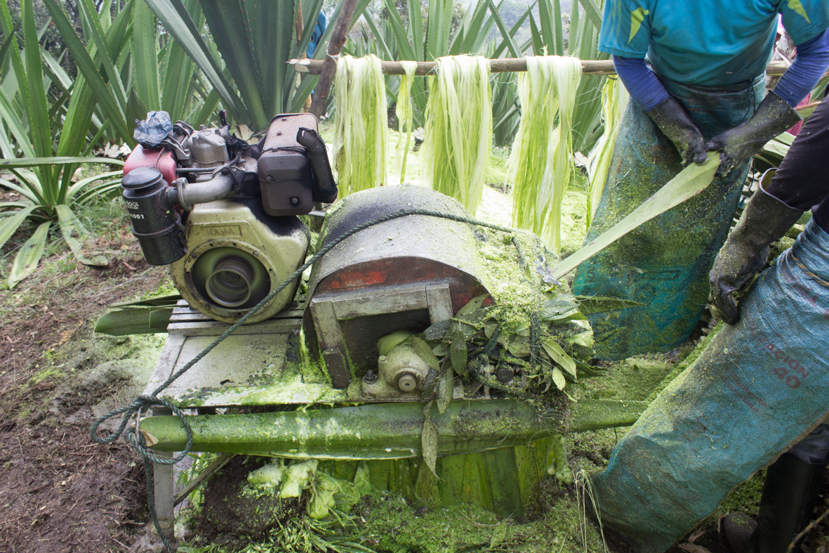 Proyecto 2019-2520004772 - Transformación de la fibra de fique en el ...