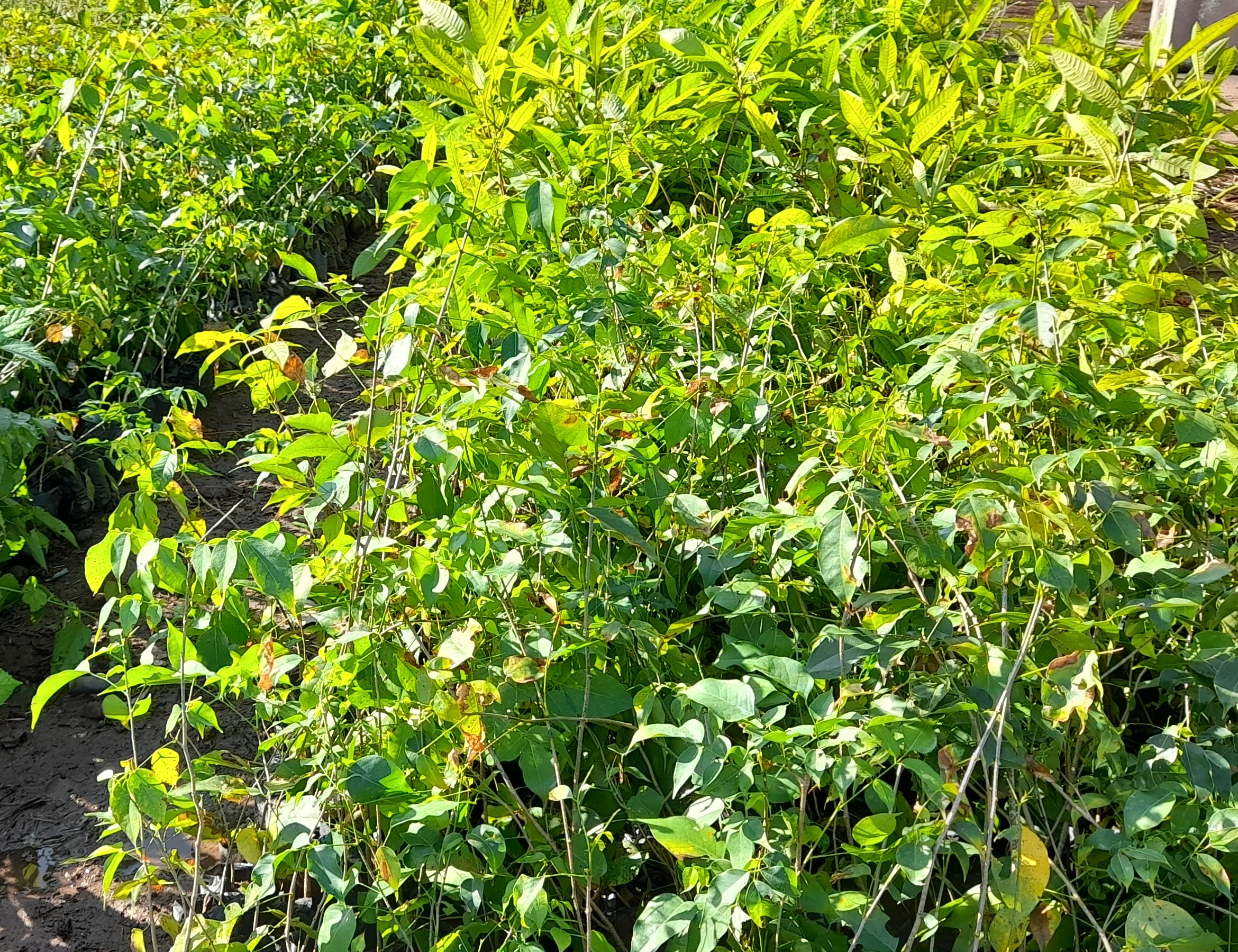 Proyecto 2019-4400043712 - Restauración de bosques en Agustín Codazzi ...